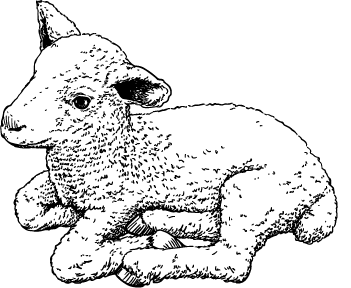 Fostering/Grafting Lambs