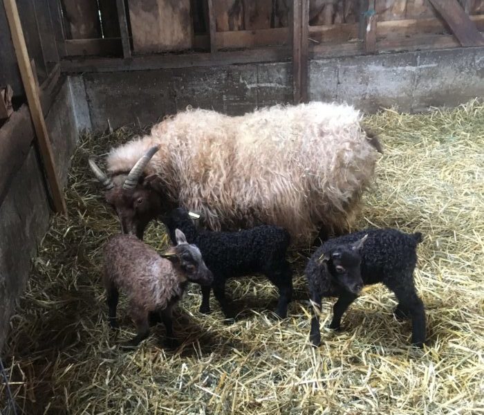 May Day, Mayday.... Lambs, lambs, lambs! - Frelsi Farm