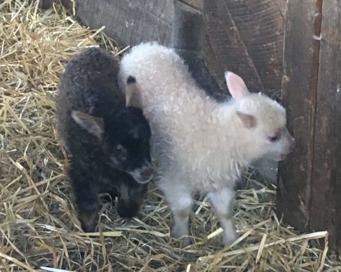 May Day, Mayday.... Lambs, lambs, lambs! - Frelsi Farm