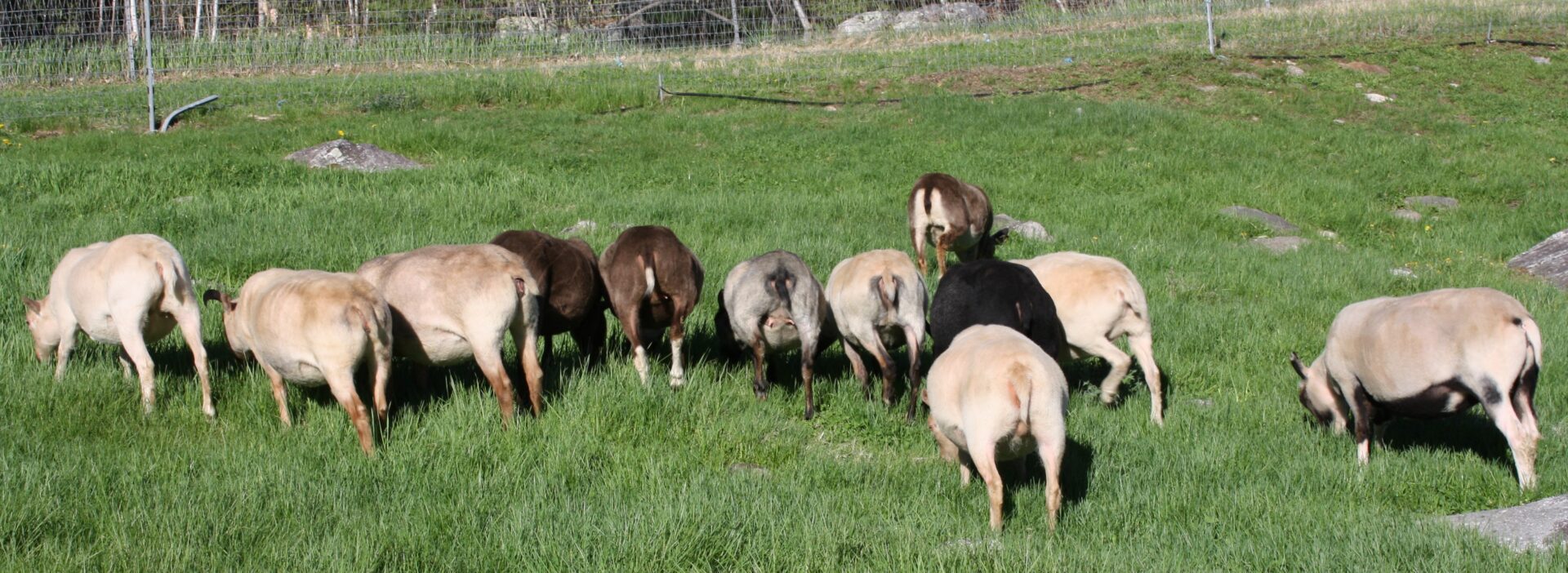 Yearling & Adult Ewes - Frelsi Farm