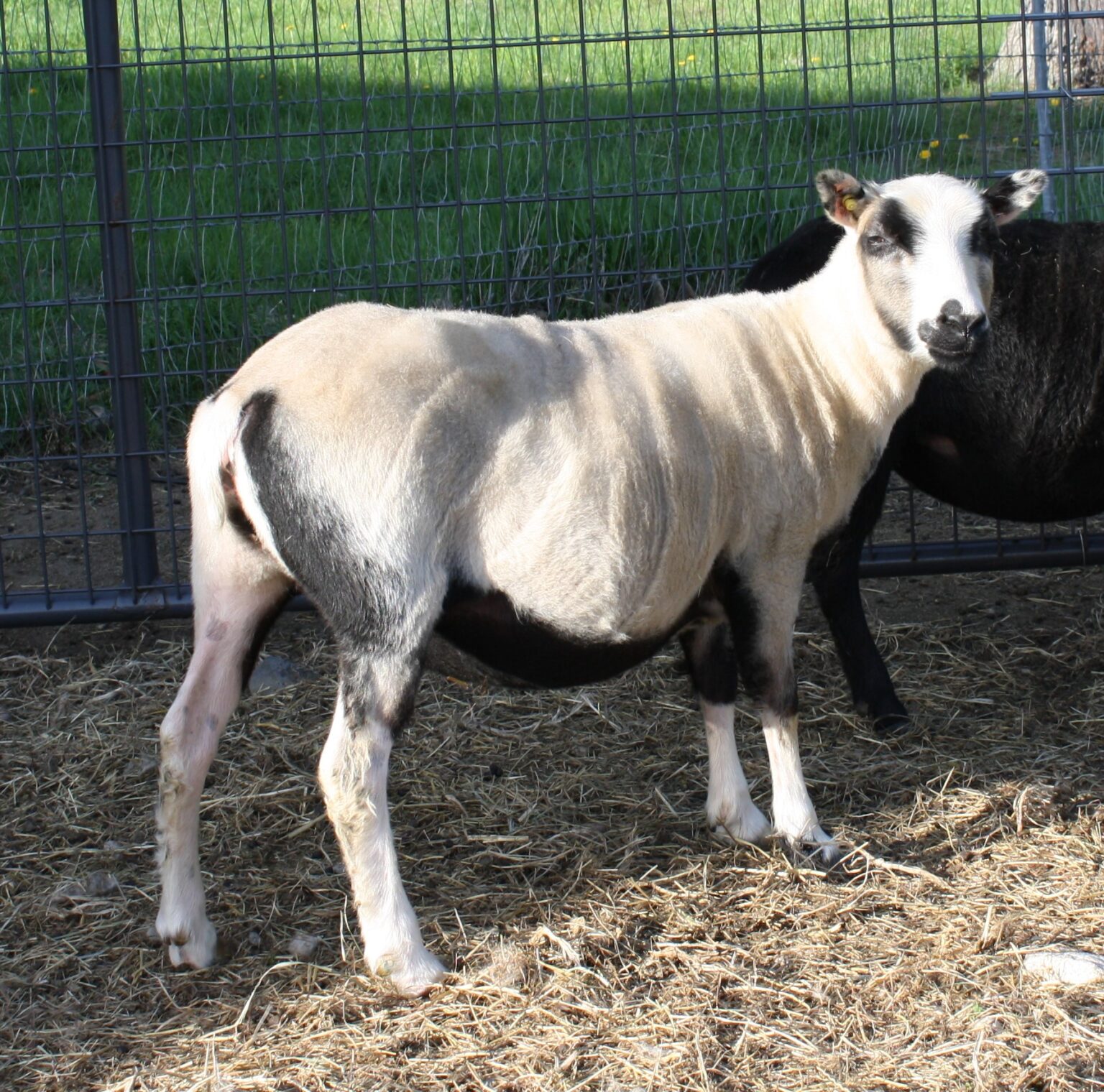 Yearling & Adult Ewes