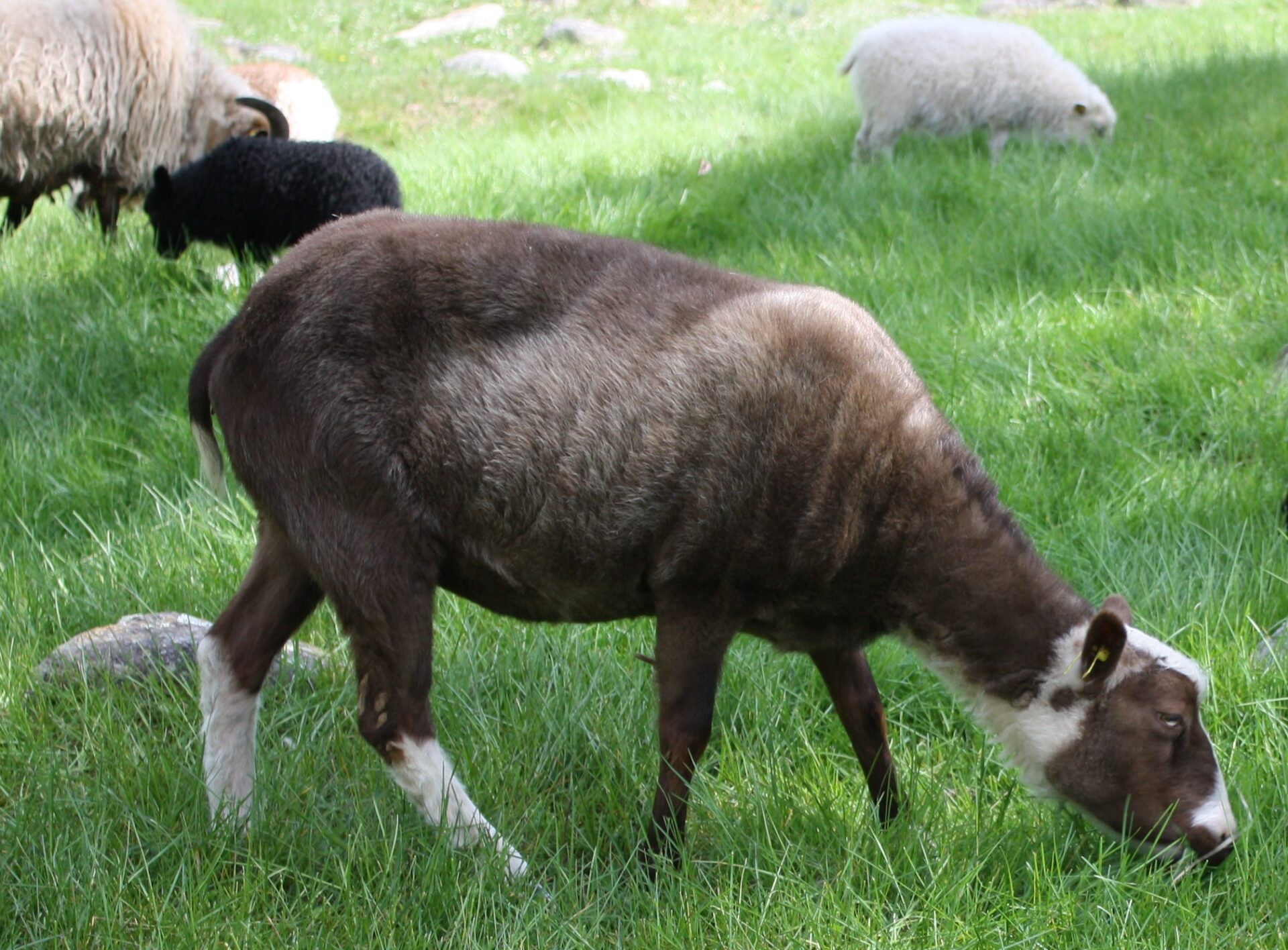 Yearling & Adult Ewes