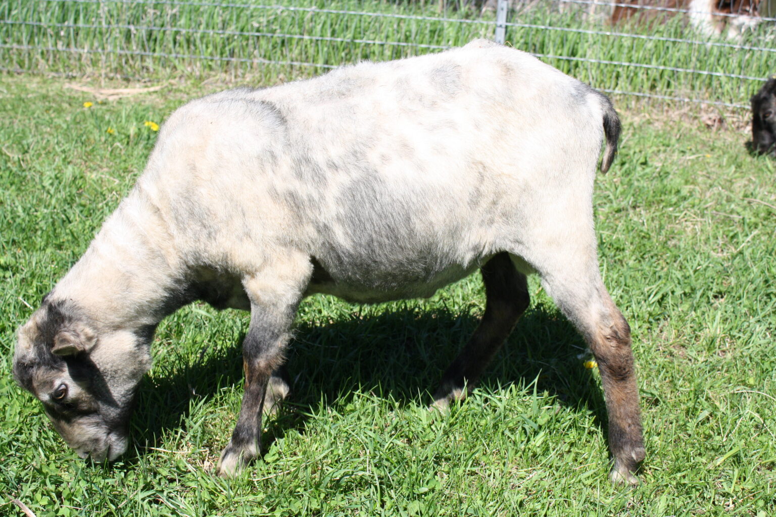 Yearling & Adult Rams - Frelsi Farm