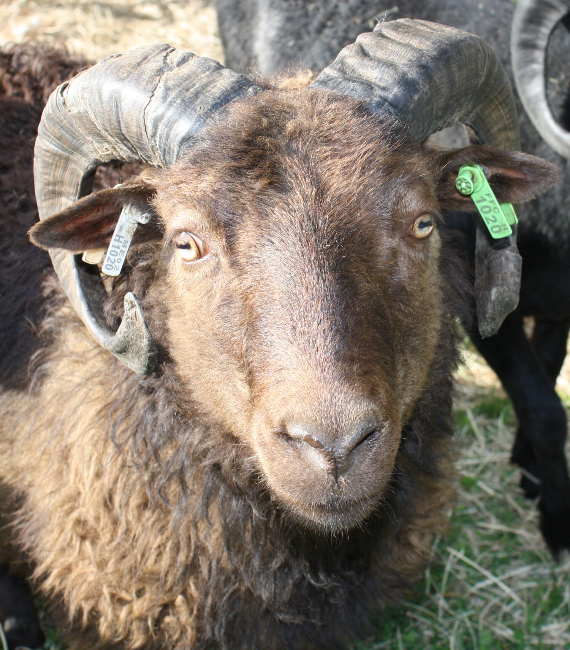 Yearling & Adult Rams