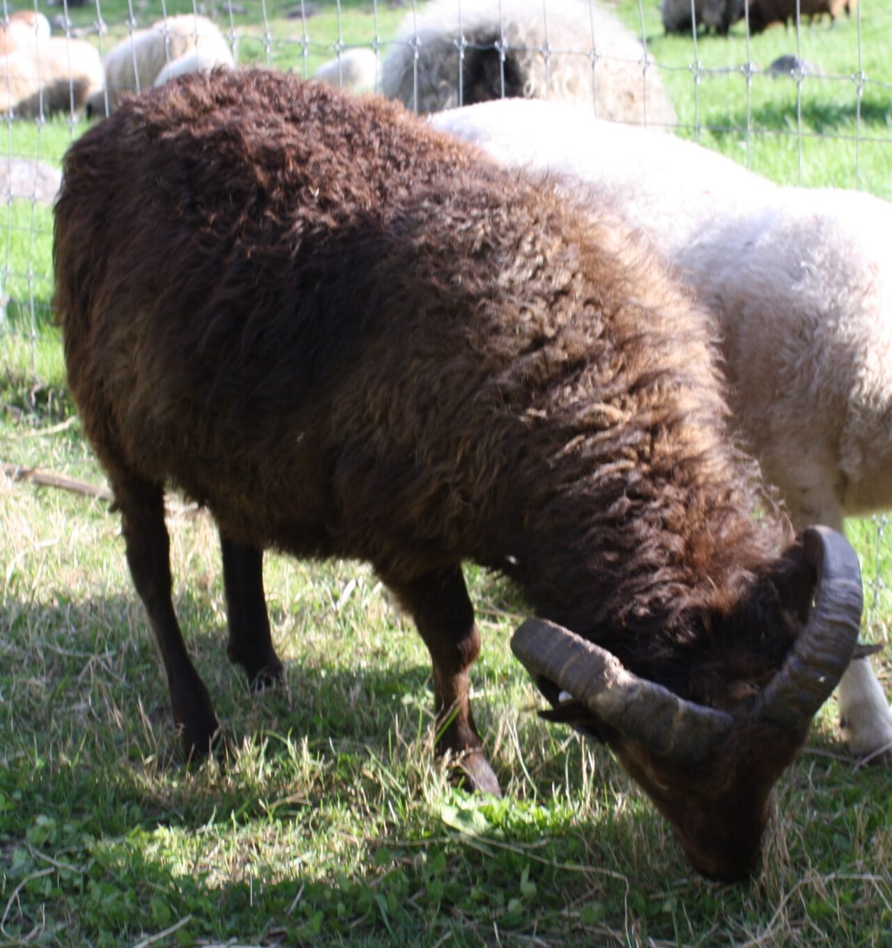 Yearling & Adult Rams